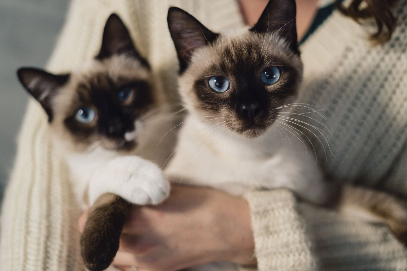 Multi-Cat Household Survival Guide | Litter Tips – Best Fur Forward